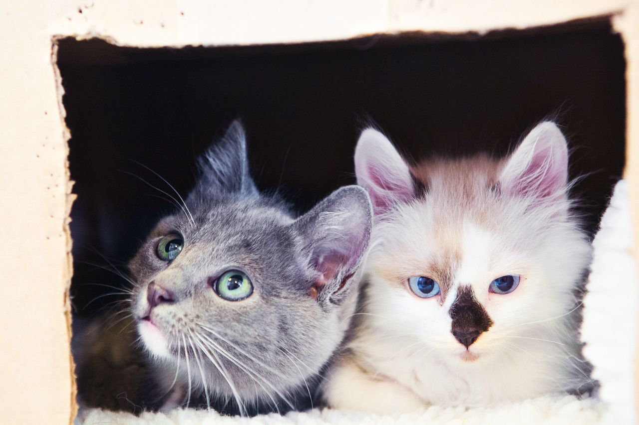 Cats — MEOW - Beautiful Life Gallery