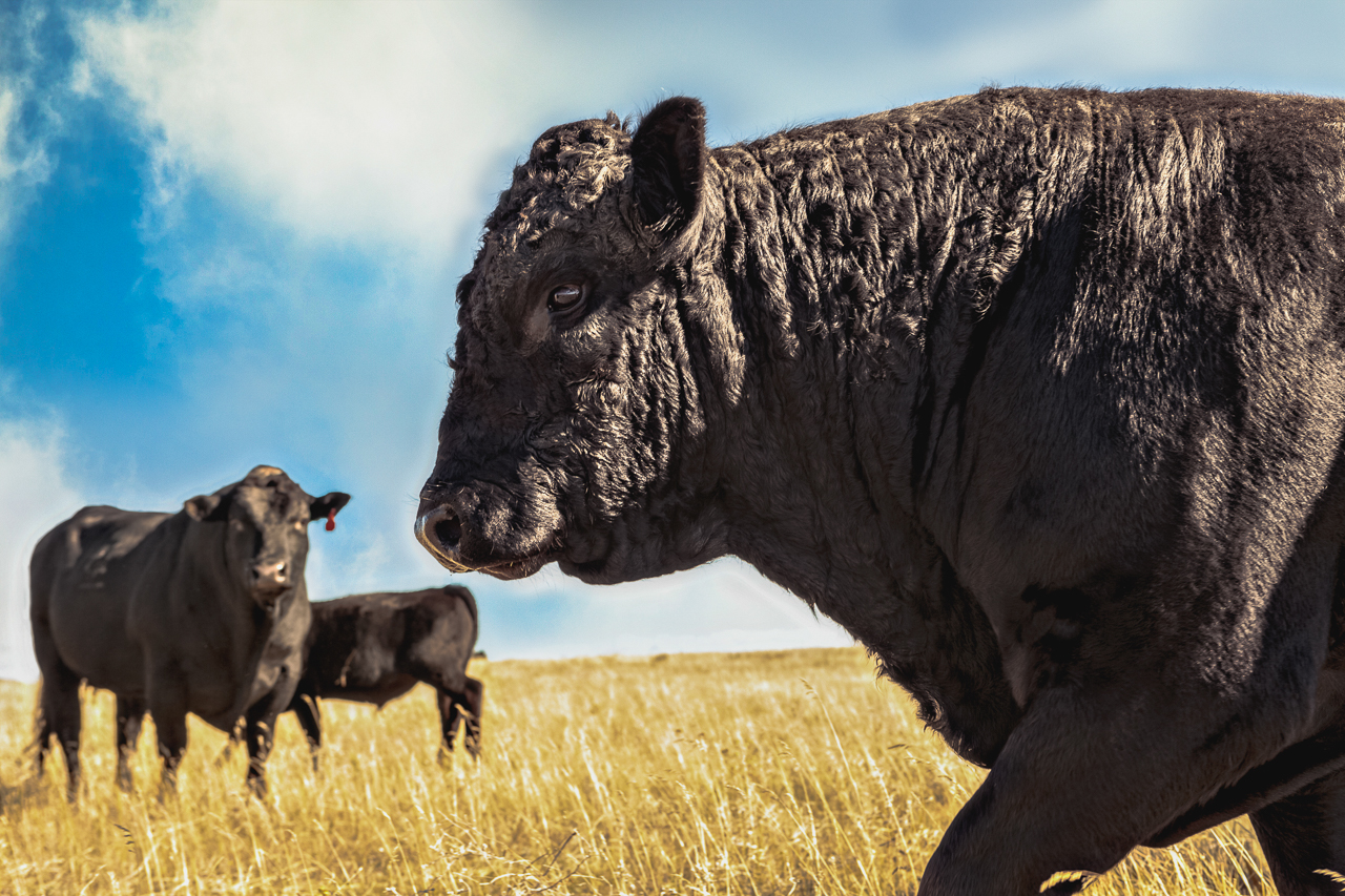Life on the Farm - Beautiful Life Gallery